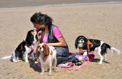 Club Information | The Companion Cavalier King Charles Spaniel Club