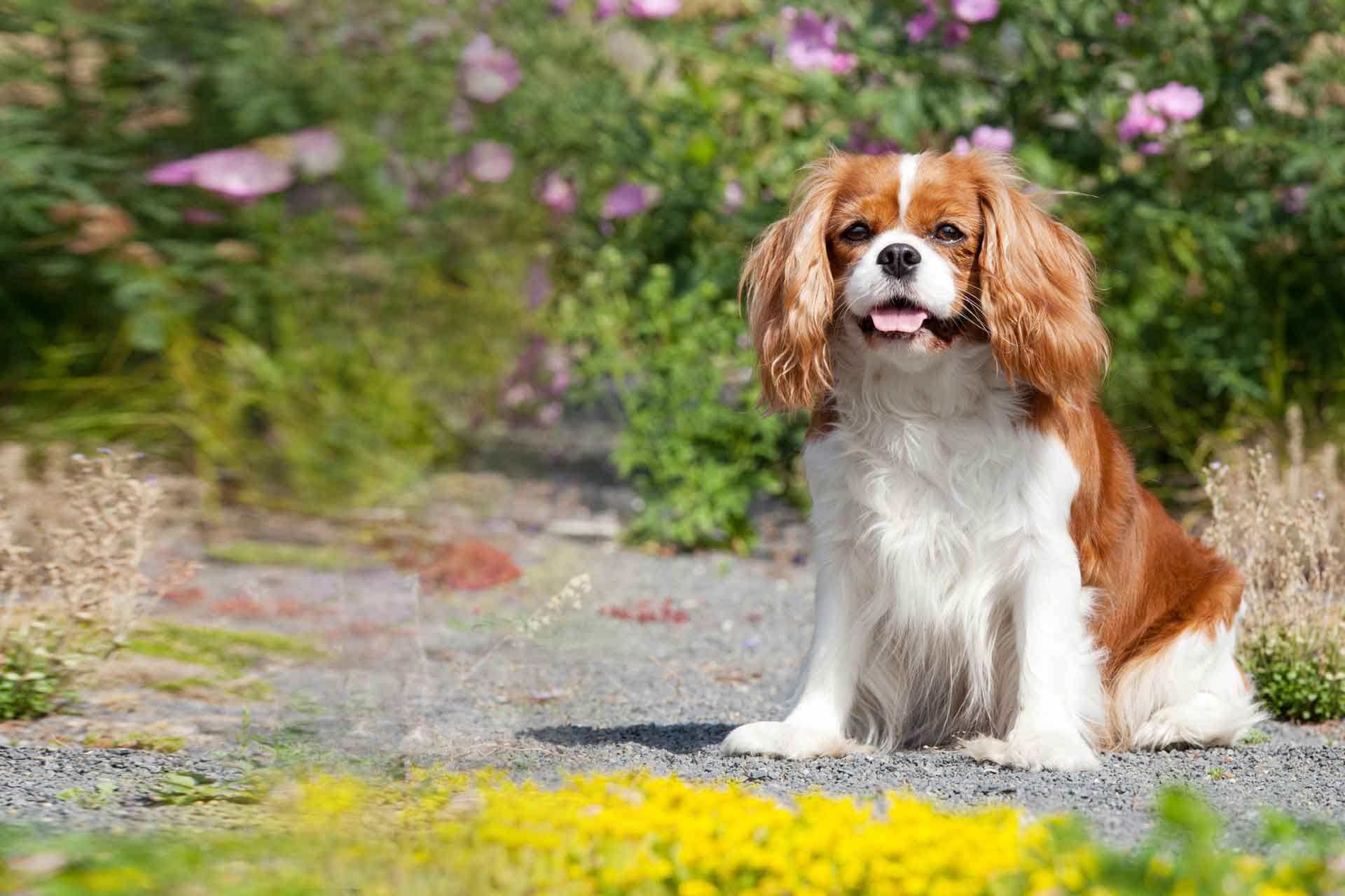 Seasonal Tips For Spring | The Companion Cavalier King Charles Spaniel Club